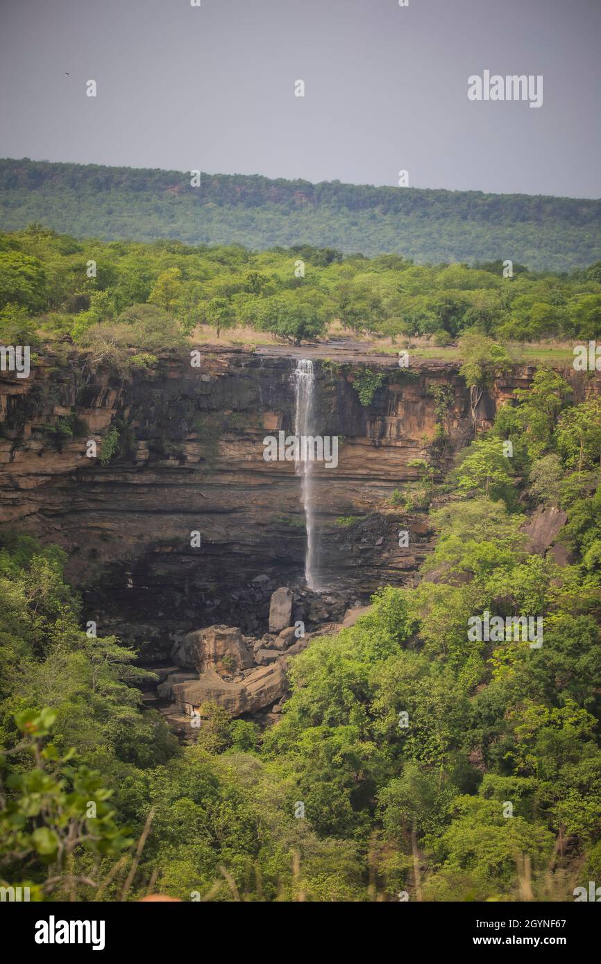 Vulture panna tiger reserve hi-res stock photography and images - Alamy