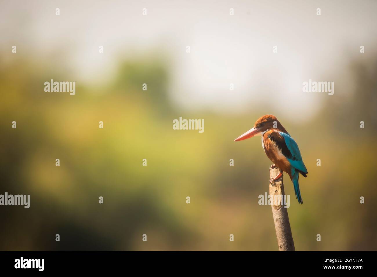 White-throated Kingfisher- Halcyon smyrnensis, Maharashtra, India Stock ...