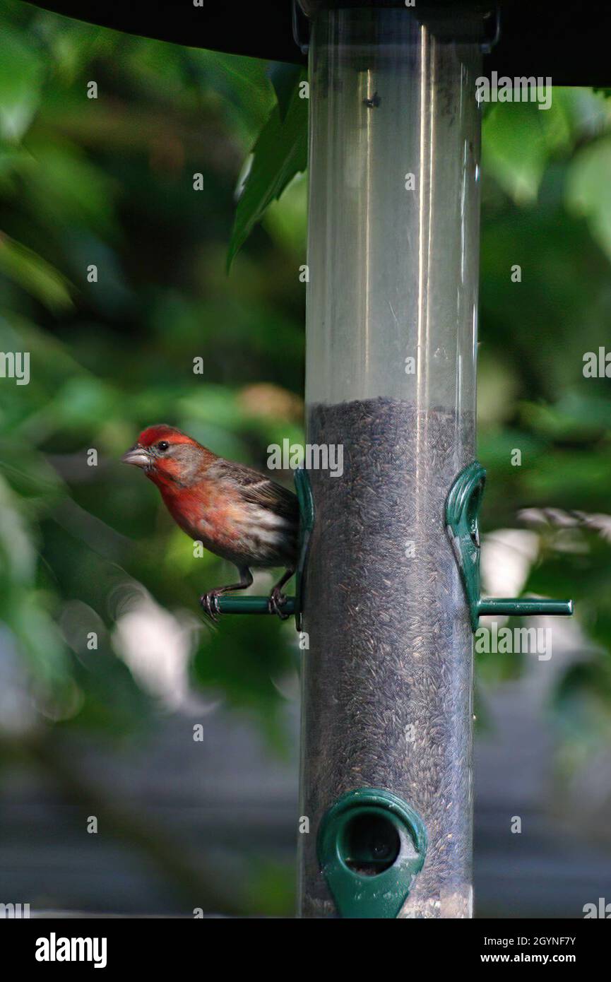Rose finch hi-res stock photography and images - Alamy