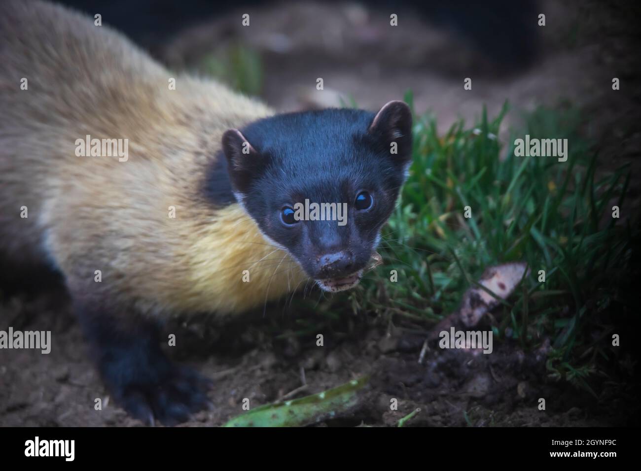Himalayan weasel hi-res stock photography and images - Alamy