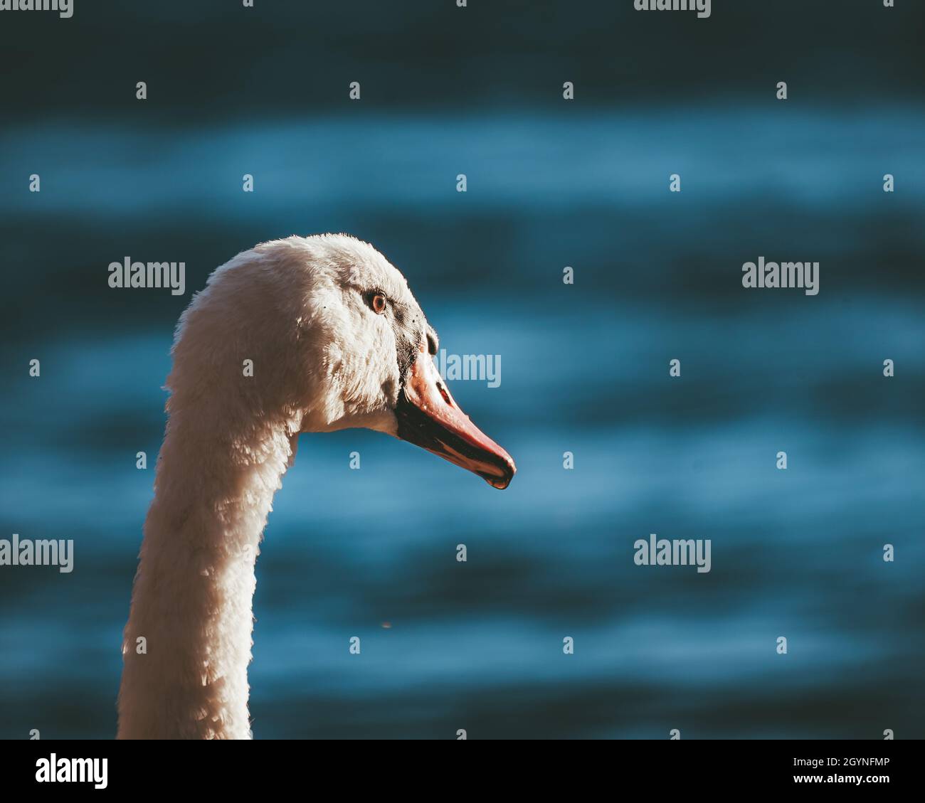 head of beautiful white swan photographed from behind with blue ...