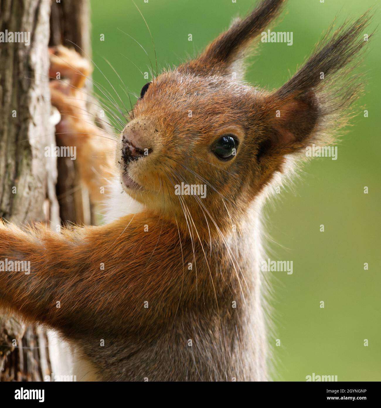 Squirrel smiling hi-res stock photography and images - Alamy
