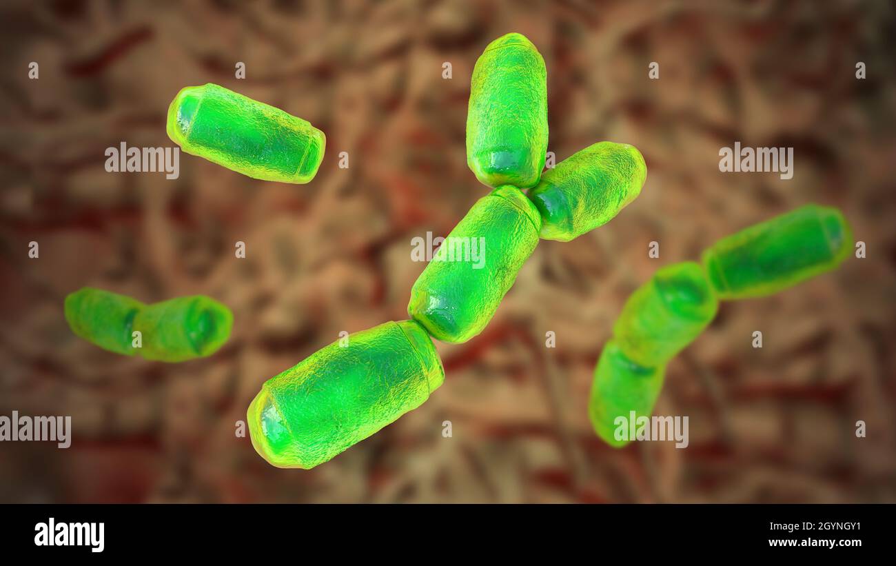 Methanobrevibacter Smithii