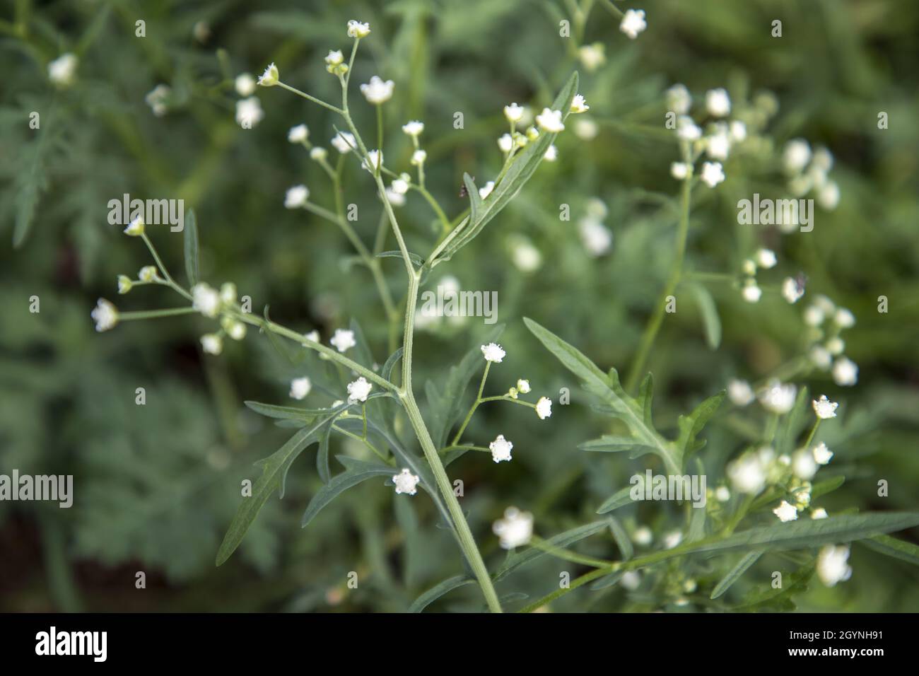 Closeup shot of beautiful small flowers of parthenium Hysterophorus ...