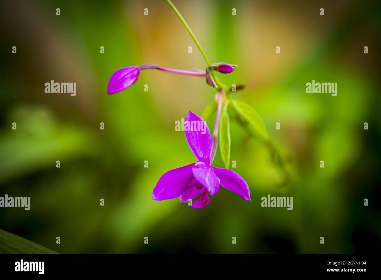 Closeup shot of purple Bletilla flower blooming in the garden against a ...