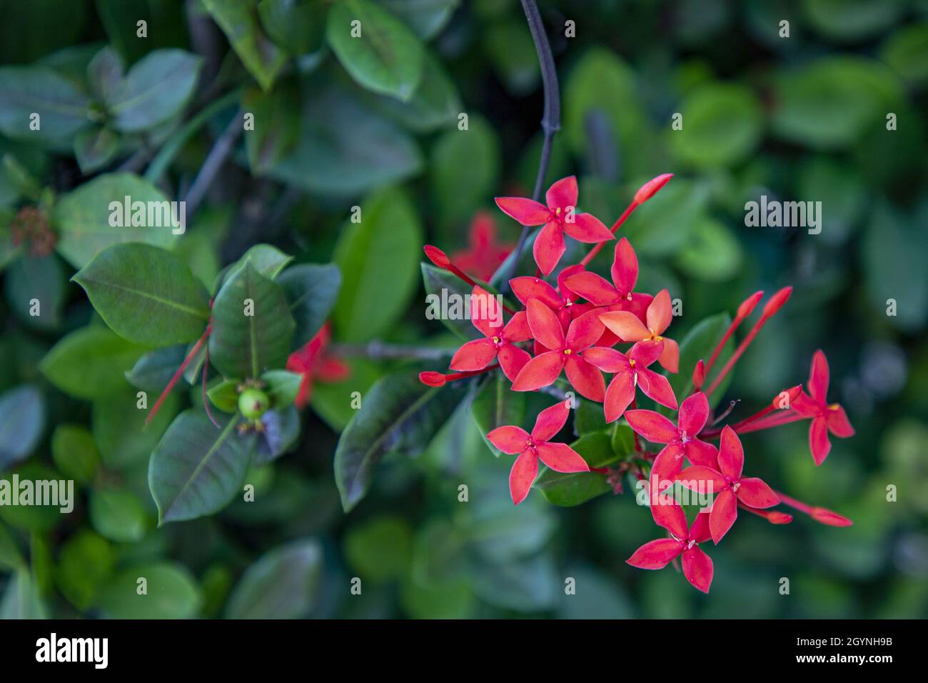 Closeup shot of beautiful red Ixora flowers growing in the garden ...