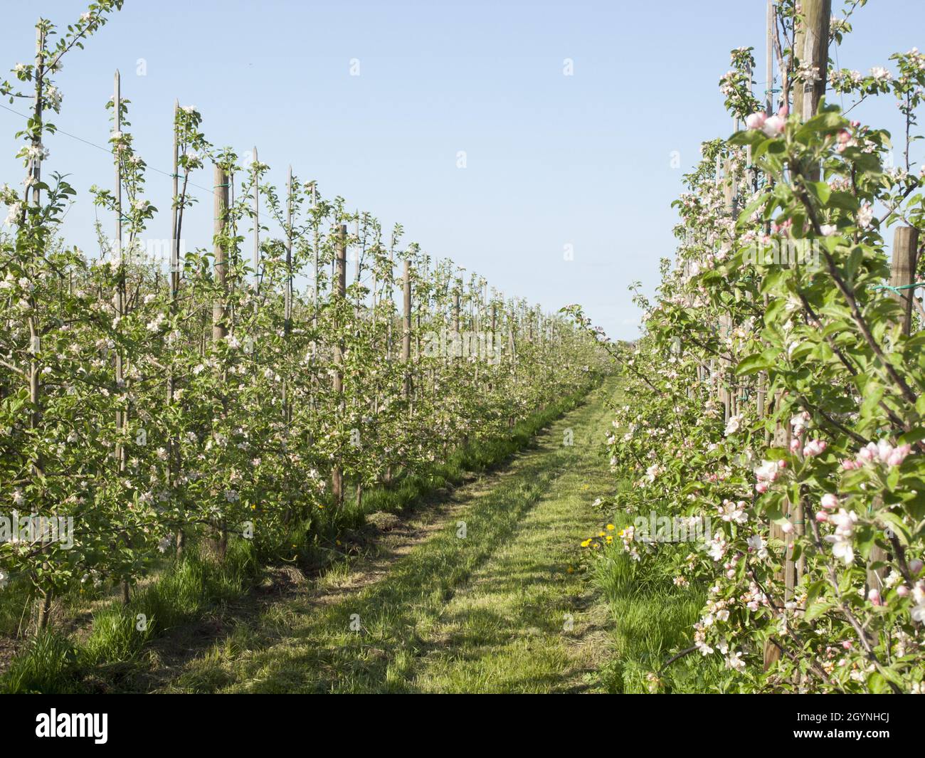 Rows green flowering trees hi-res stock photography and images - Alamy