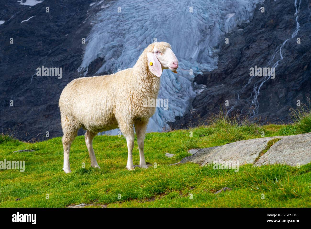 Cute white alpine sheep on mountain pasture Stock Photo - Alamy