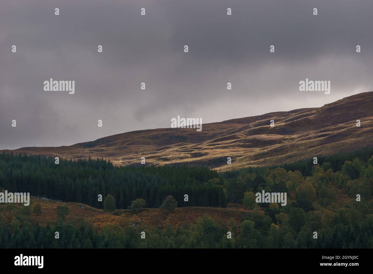 Scottish landscape with forest hi-res stock photography and images - Alamy