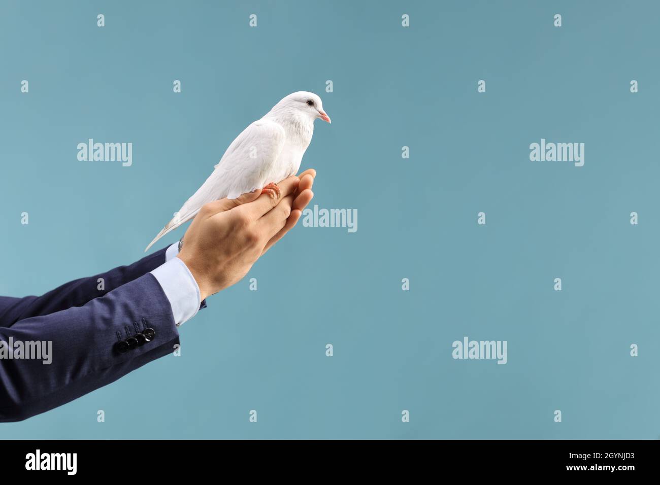 Hand holding dove hi-res stock photography and images - Alamy