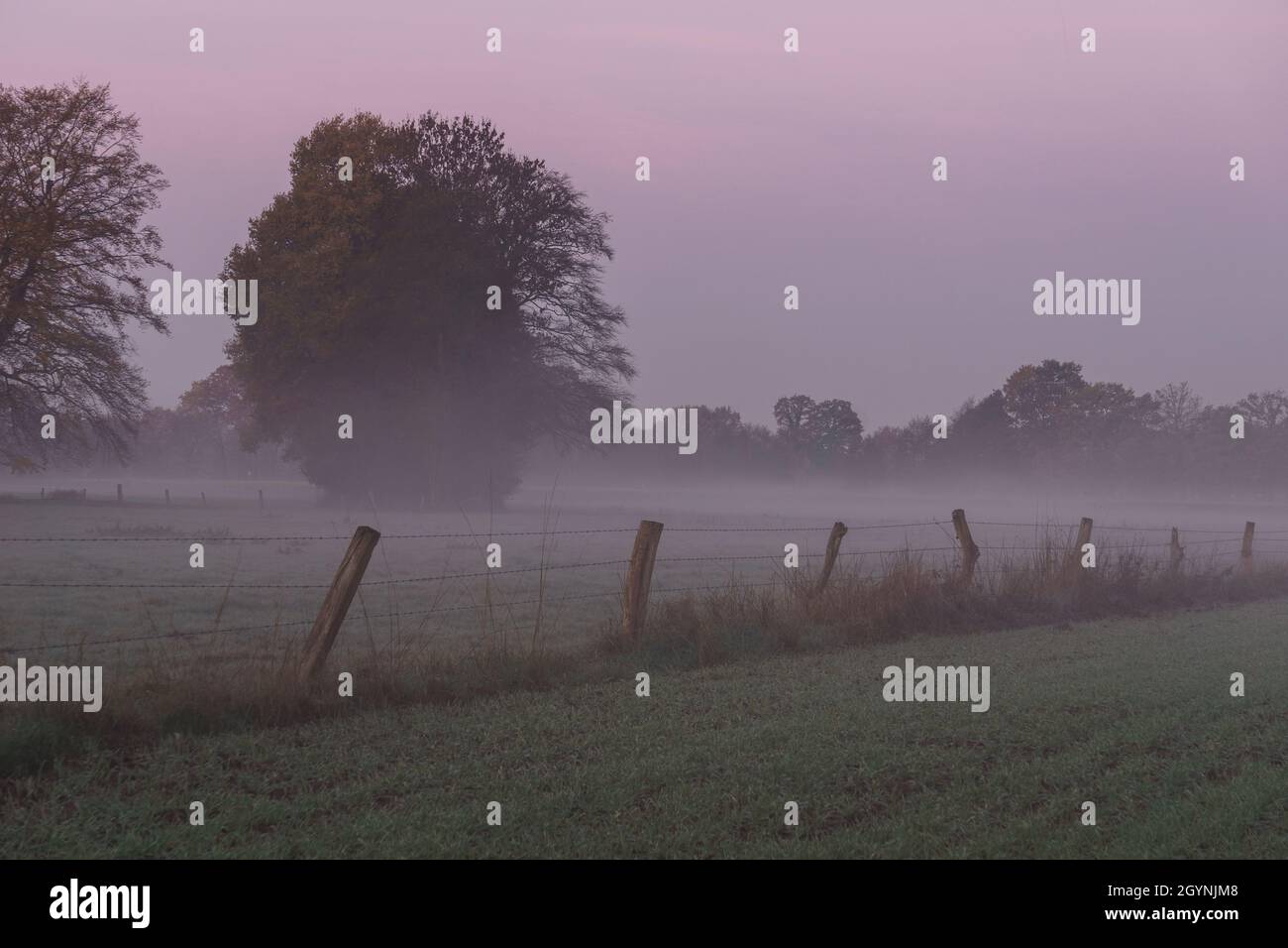 Fog over fields with fence and trees in at morning Stock Photo - Alamy