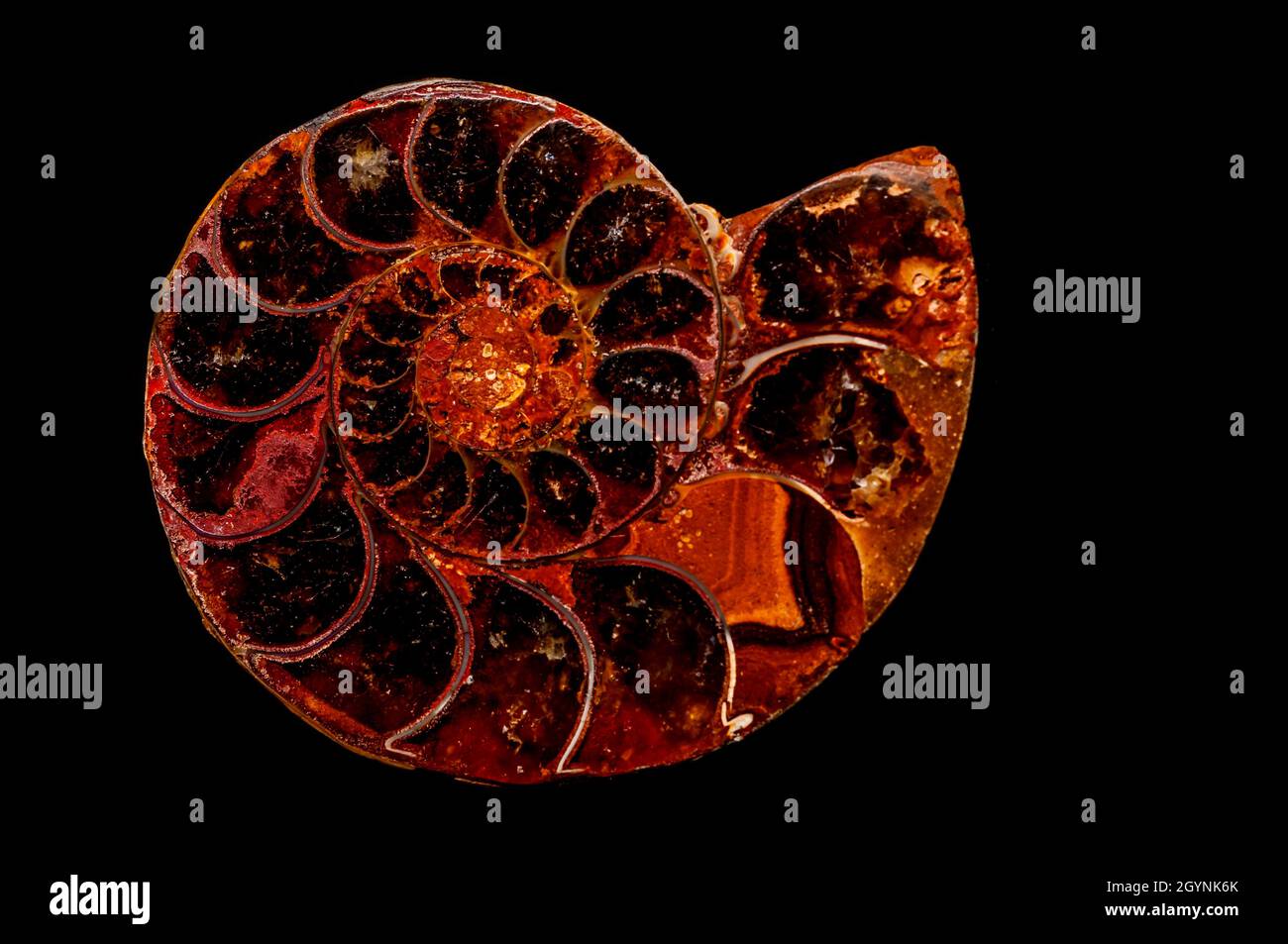 Agate formed Ammonite Snail Fossil Stock Photo - Alamy