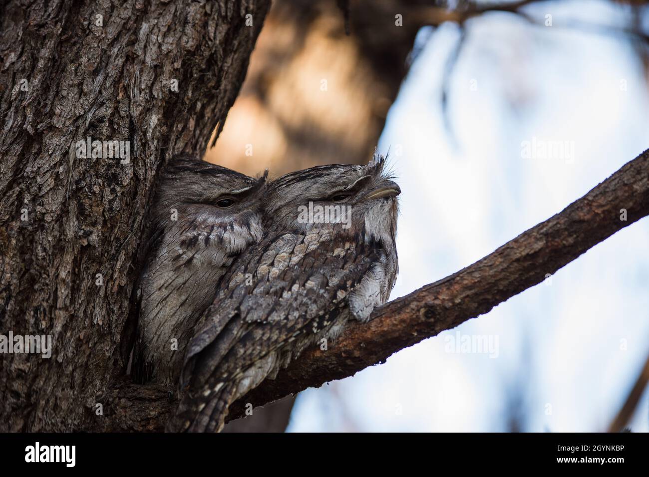 A pair of Tawny Frogmouth birds huddled together on a branch of a tree ...