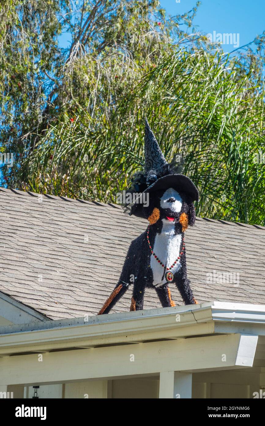 Witchs animal hi-res stock photography and images - Alamy