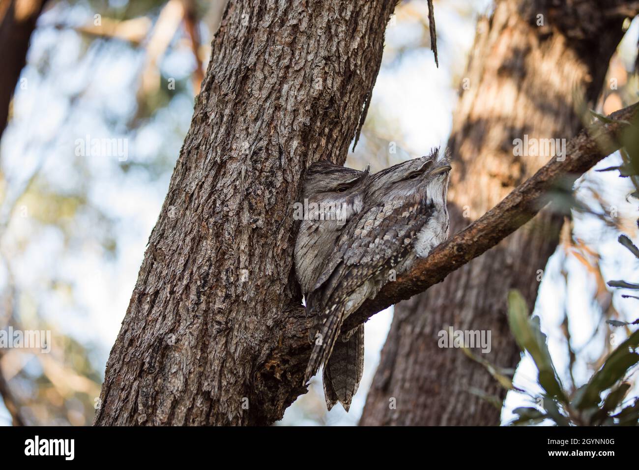 A pair of Tawny Frogmouth birds huddled together on a branch of a tree ...