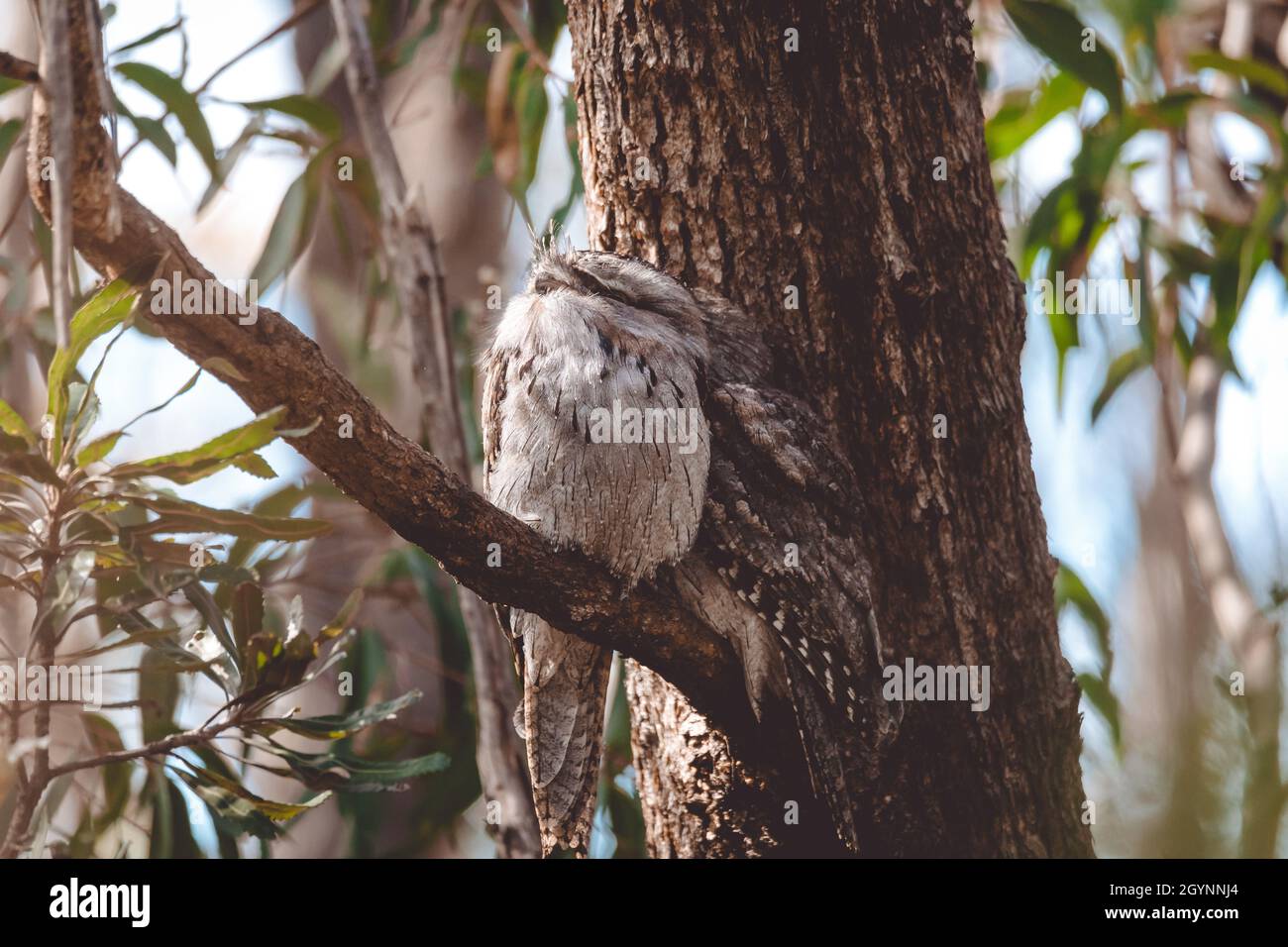 A pair of Tawny Frogmouth birds huddled together on a branch of a tree ...