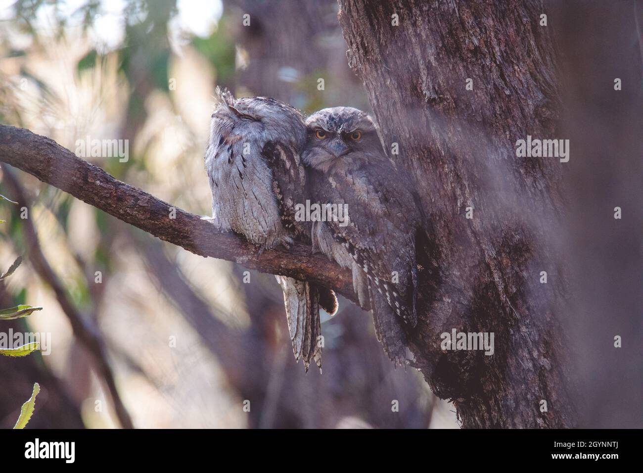 A pair of Tawny Frogmouth birds huddled together on a branch of a tree ...