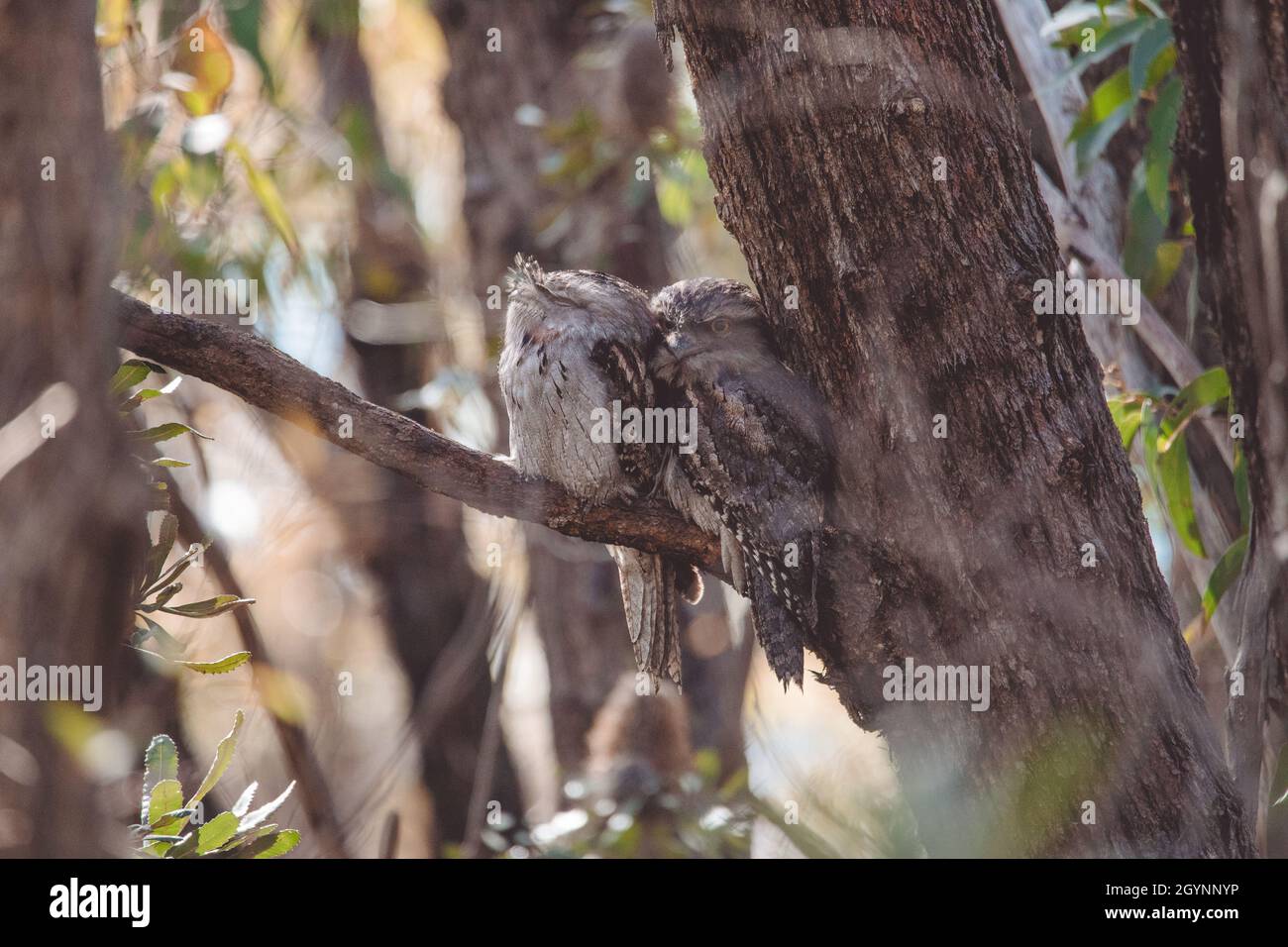 A pair of Tawny Frogmouth birds huddled together on a branch of a tree ...