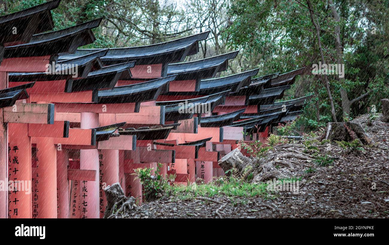 The red torii gates at raining day in famous Fushimi Inari-Taisha ...