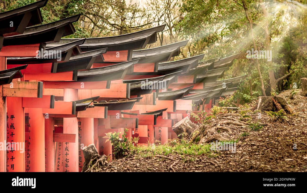 Beautiful panorama landscape with sunlight with red tori gates at ...