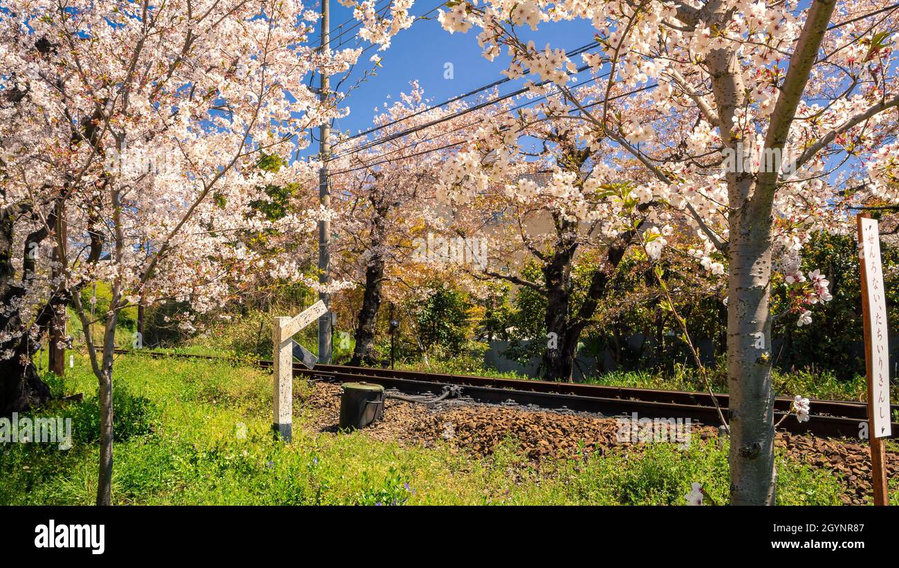 Japanese railroad track landscape with flourishing cherry trees along ...