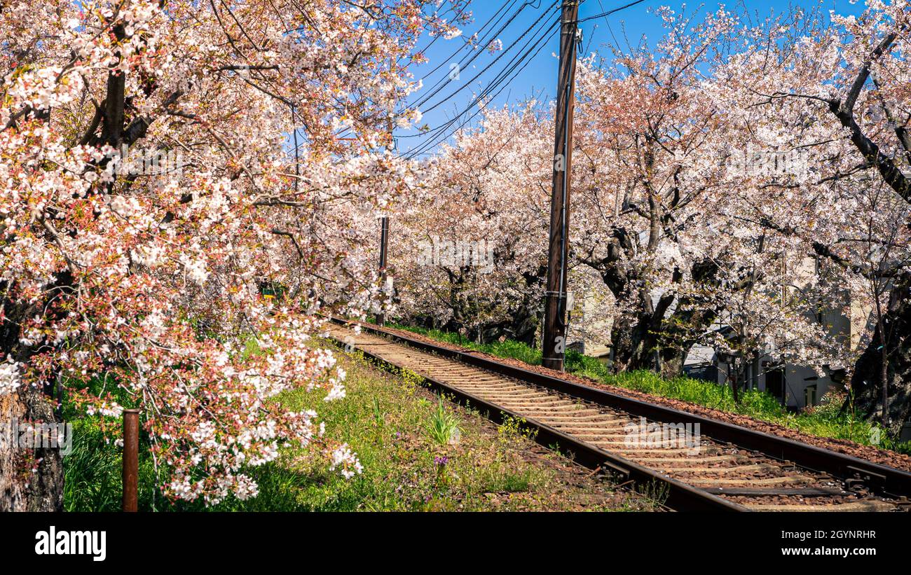 Japanese railroad track landscape with flourishing cherry trees along ...