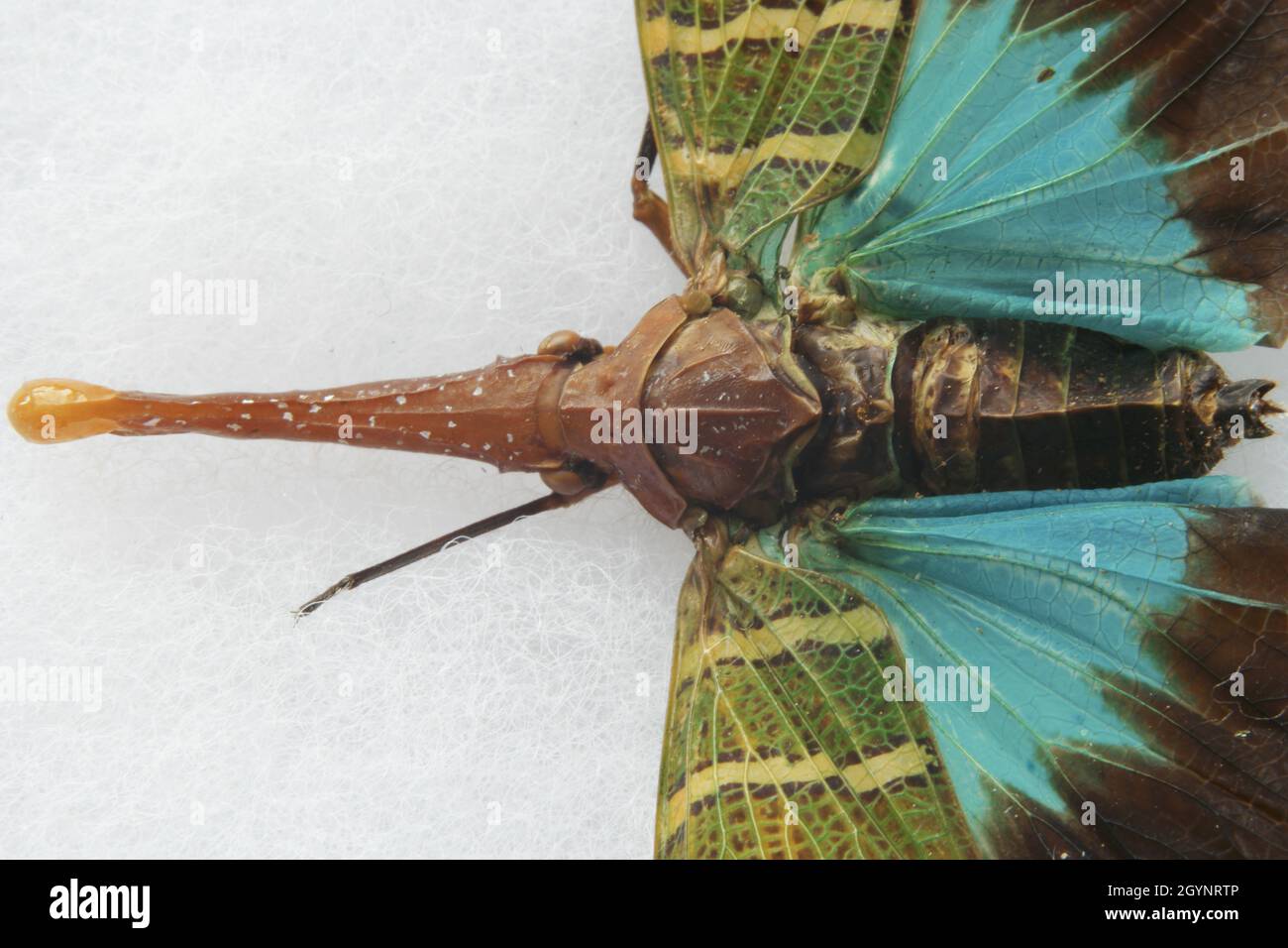 Macro Pyrops intricatus Blue Lantern Bug on white background Stock ...