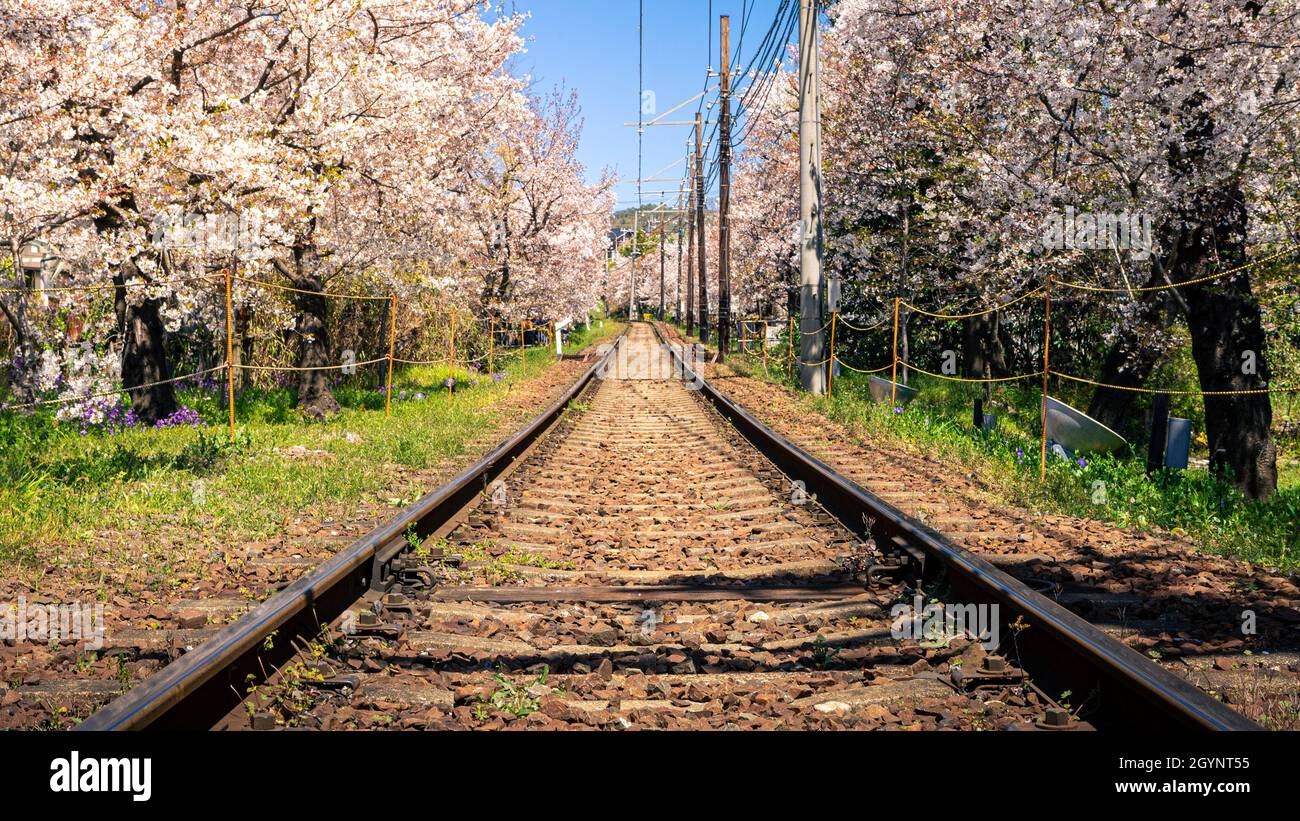 Japanese Kyoto local train traveling on rail tracks with flourishing ...