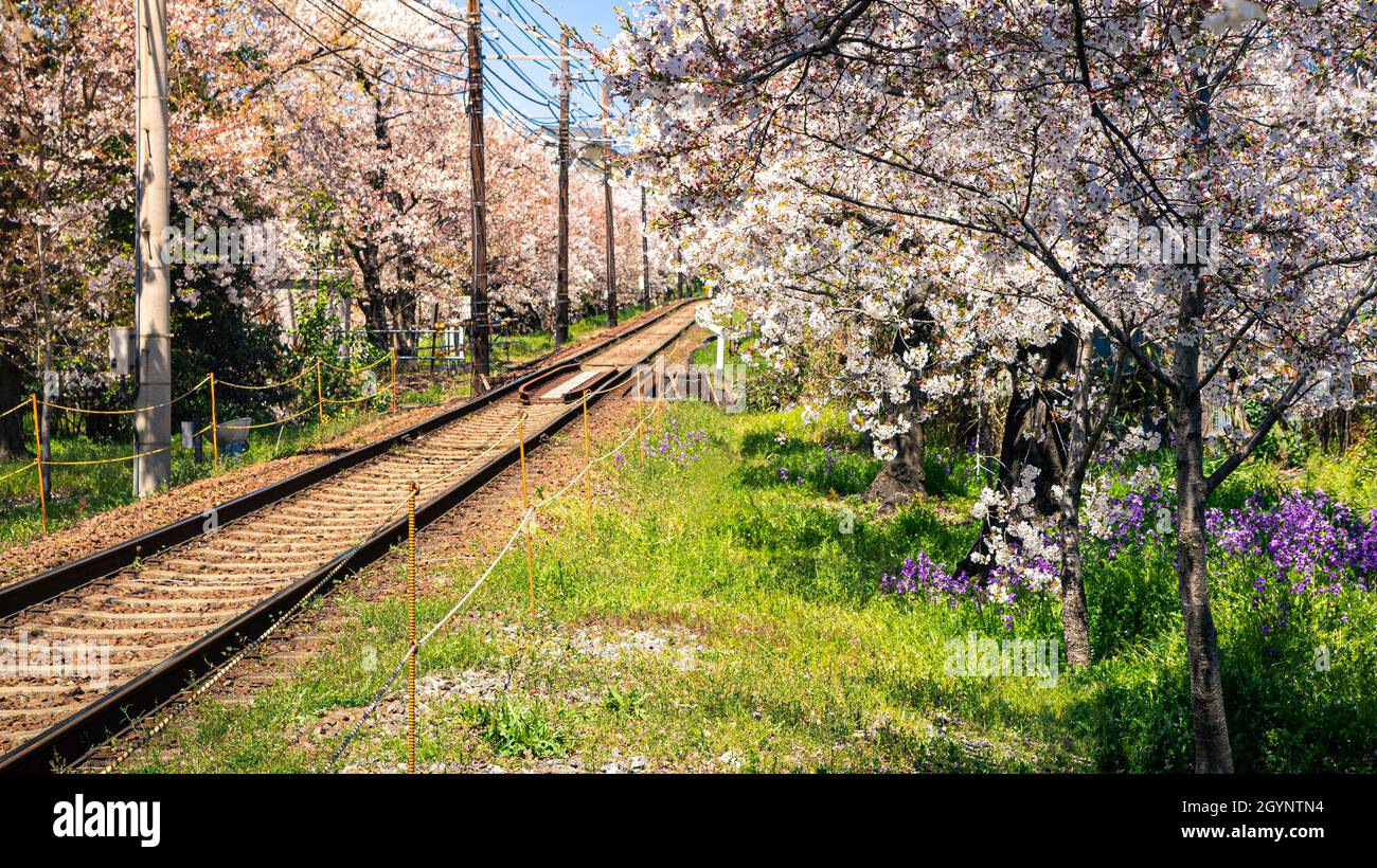 Japanese railroad track landscape with flourishing cherry trees along ...