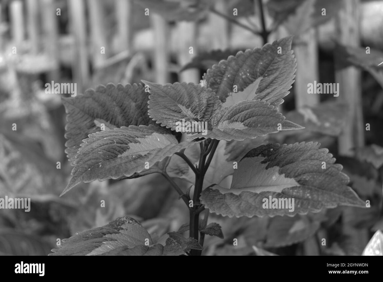 Growing plant Black and White Stock Photos & Images - Alamy