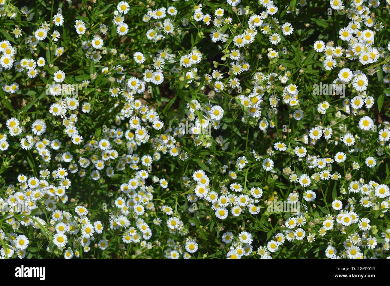 seamless texture background for design Stock Photo - Alamy