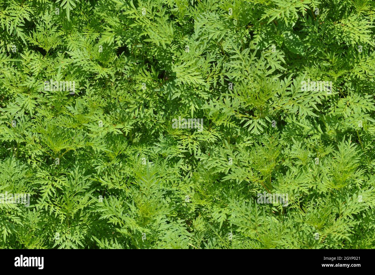 seamless texture background for design Stock Photo - Alamy
