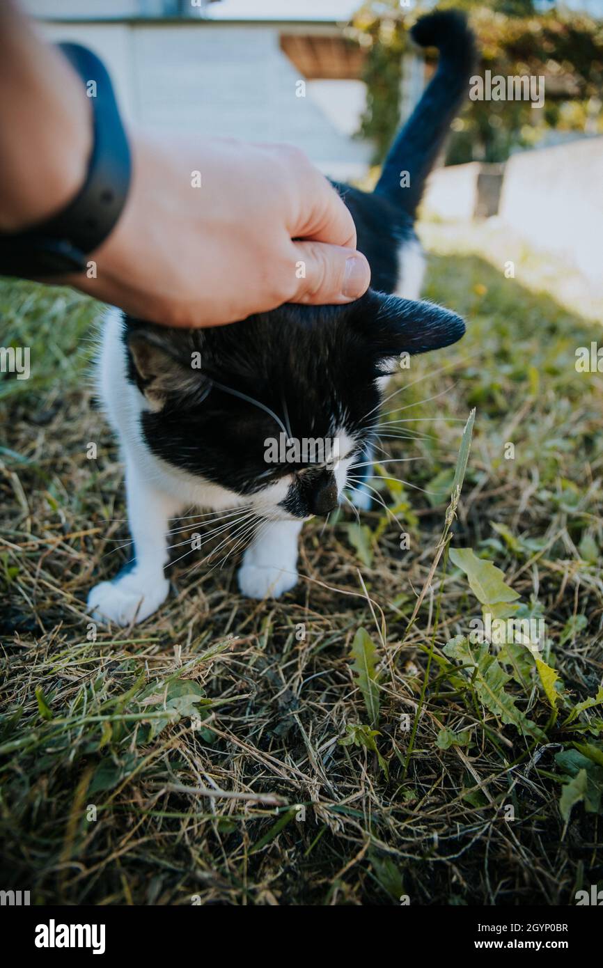 Young black and white cat being touched on the head by its owner Stock ...