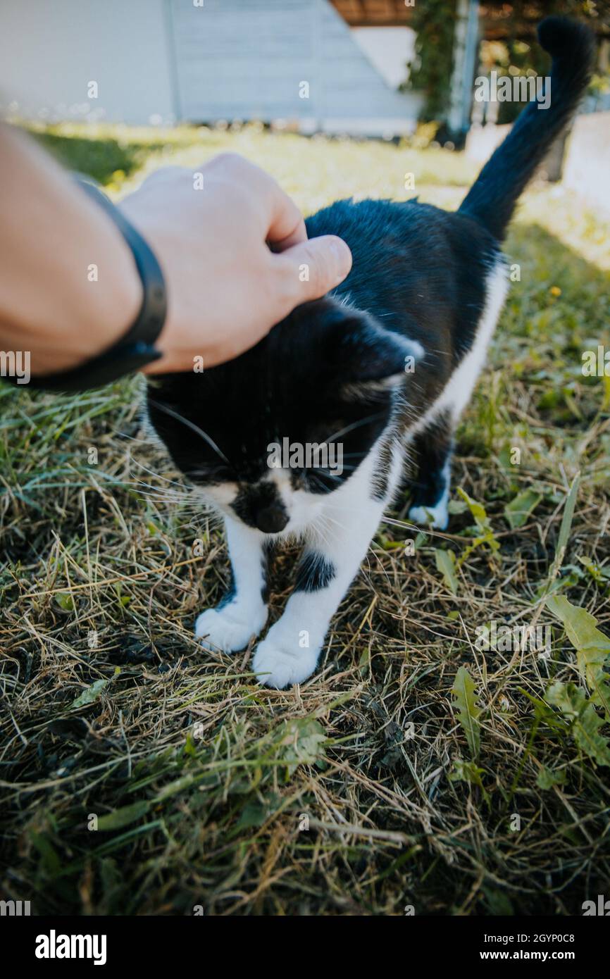 Young black and white cat being touched on the head by its owner Stock ...