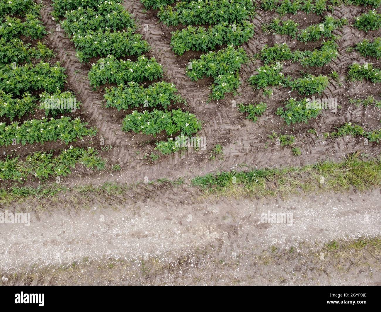 Aerial view of a cultivated agricultural land field Stock Photo - Alamy