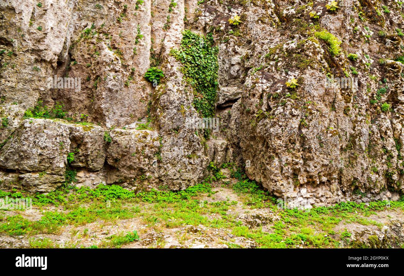 Background of moss and vines hi-res stock photography and images - Alamy
