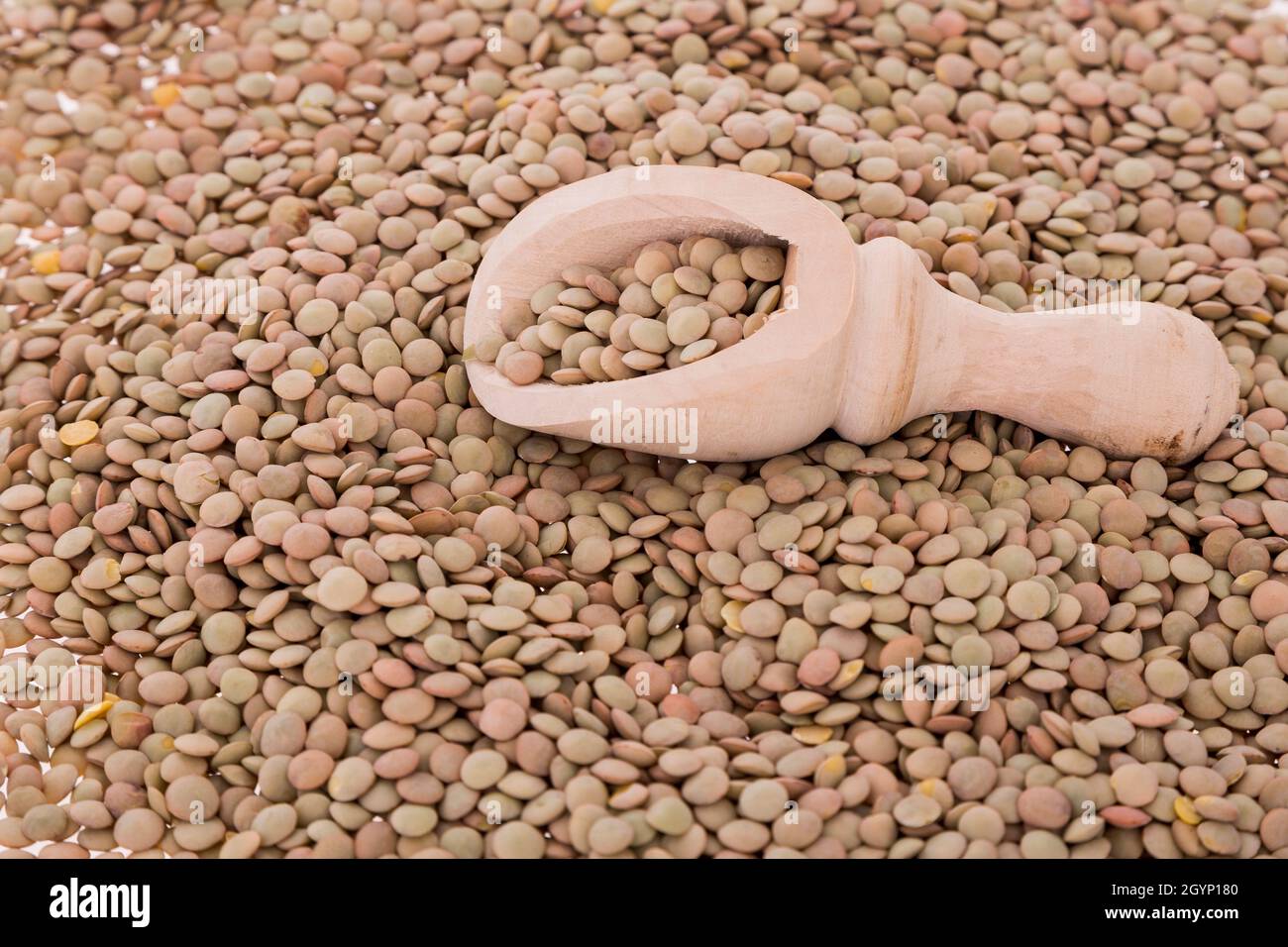 Lens Culinaris - Lentil Food With A High Concentration Of Nutrients ...