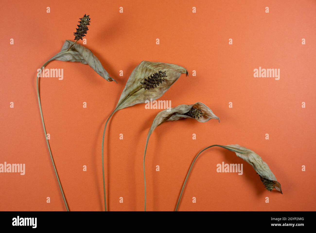 Dry peace lily flowers in a row Stock Photo - Alamy