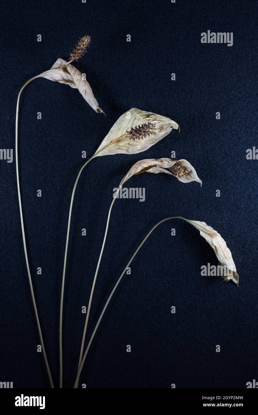 Dry peace lily flowers in a row Stock Photo - Alamy