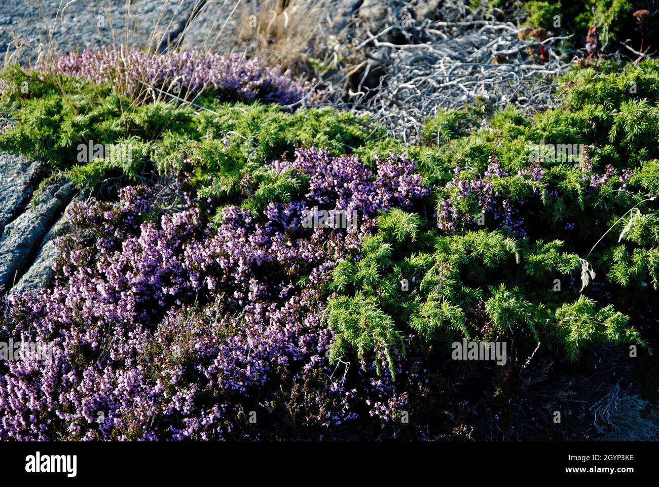 Flora on the islands in Fjällbacka archipelago on the western coastline of Sweden Stock Photo ...