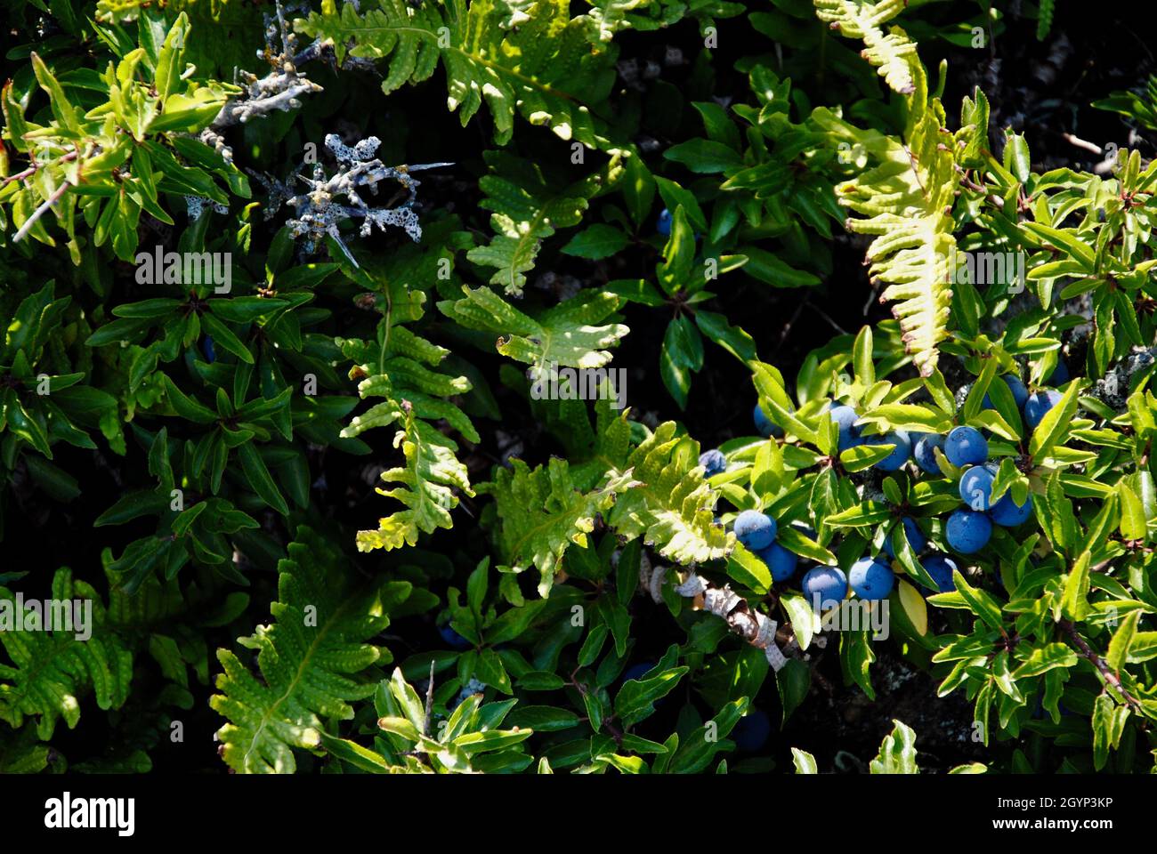 Flora on the islands in Fjällbacka archipelago on the western coastline of Sweden Stock Photo ...