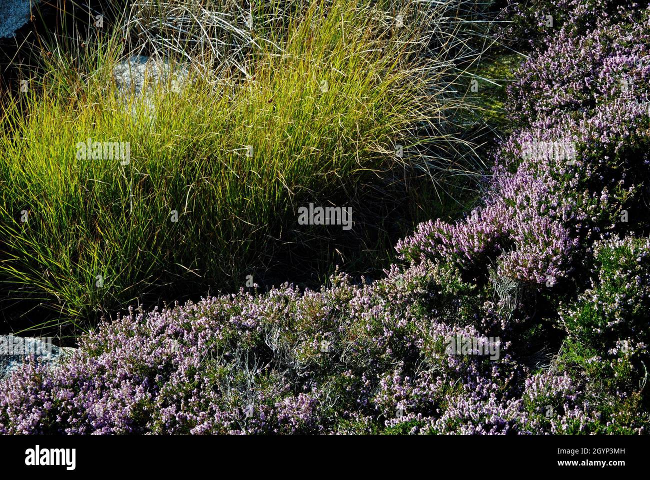 Flora on the islands in Fjällbacka archipelago on the western coastline of Sweden Stock Photo ...