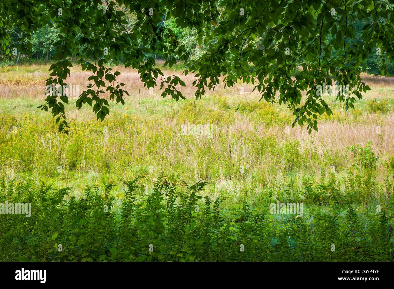 Branches of an American beech tree (Fagus grandifolia) with green ...