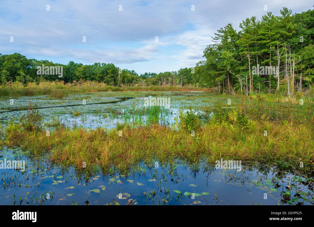 Indian Brook marsh in Broadmoor Wildlife Sanctuary - a wetland with ...