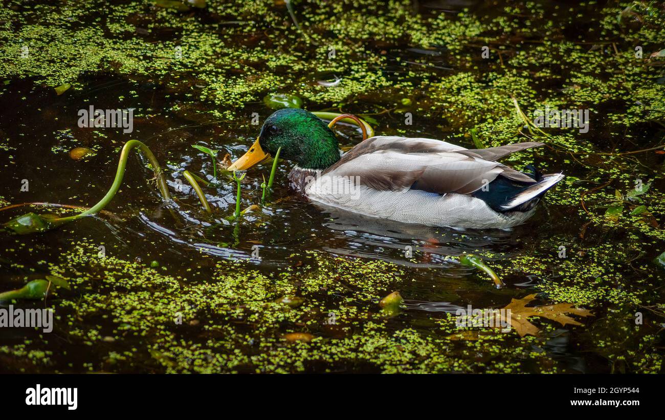 A male mallard duck (Anas platyrhynchos) foraging for food in a shallow ...