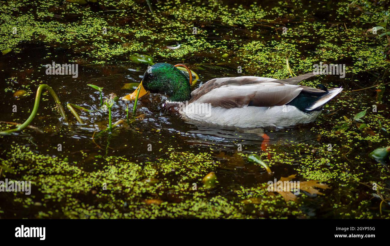 A male mallard duck (Anas platyrhynchos) foraging for food in a shallow ...