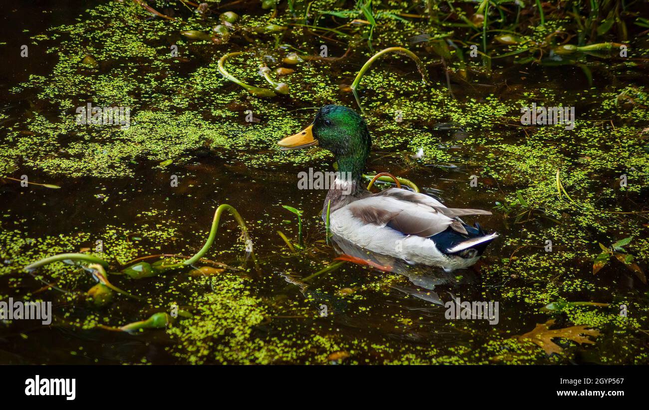 A male mallard duck (Anas platyrhynchos) foraging for food in a shallow ...