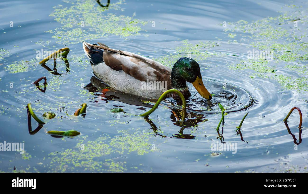 A male mallard duck (Anas platyrhynchos) foraging for food in a shallow ...