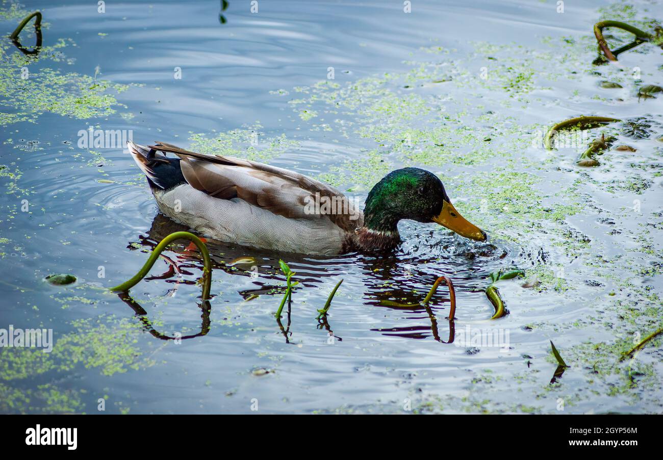 A male mallard duck (Anas platyrhynchos) foraging for food in a shallow ...