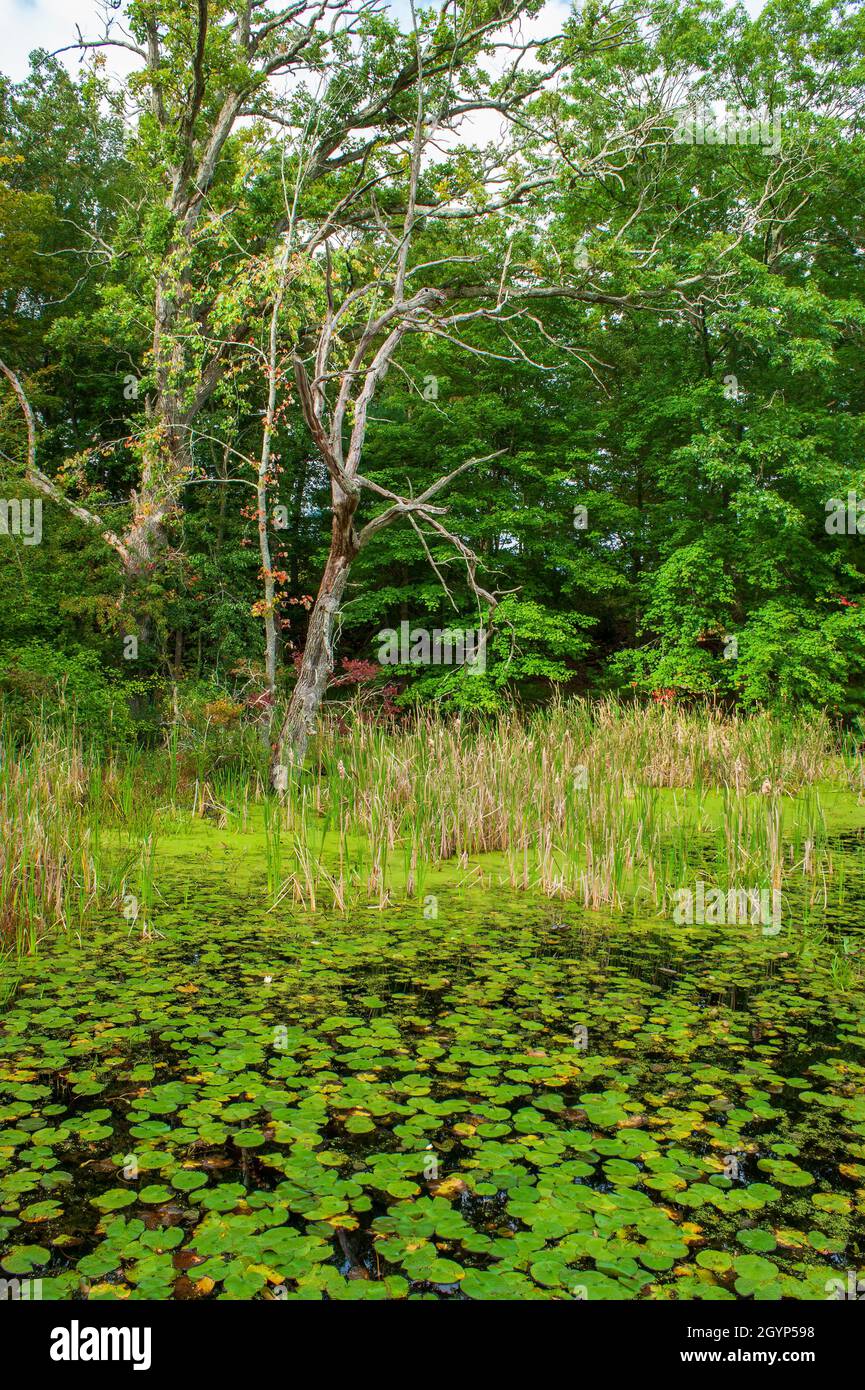 Indian brook marsh hi-res stock photography and images - Alamy